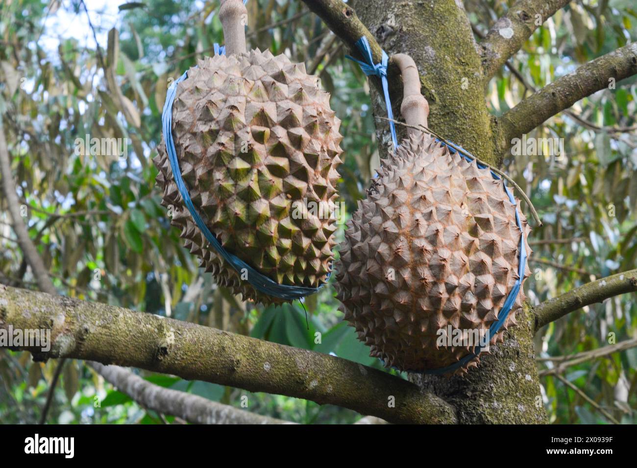 Durian farmers inspect durian fruit quality on the tree before cutting ...