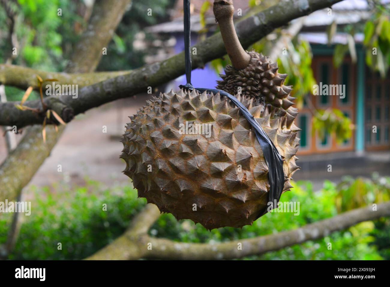 Durian farmers inspect durian fruit quality on the tree before cutting ...