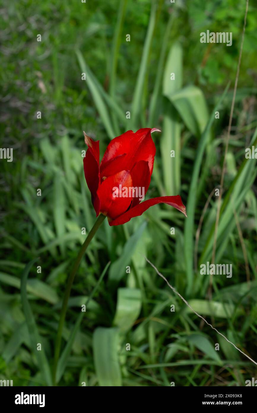 Tulipe dagen hi-res stock photography and images - Alamy