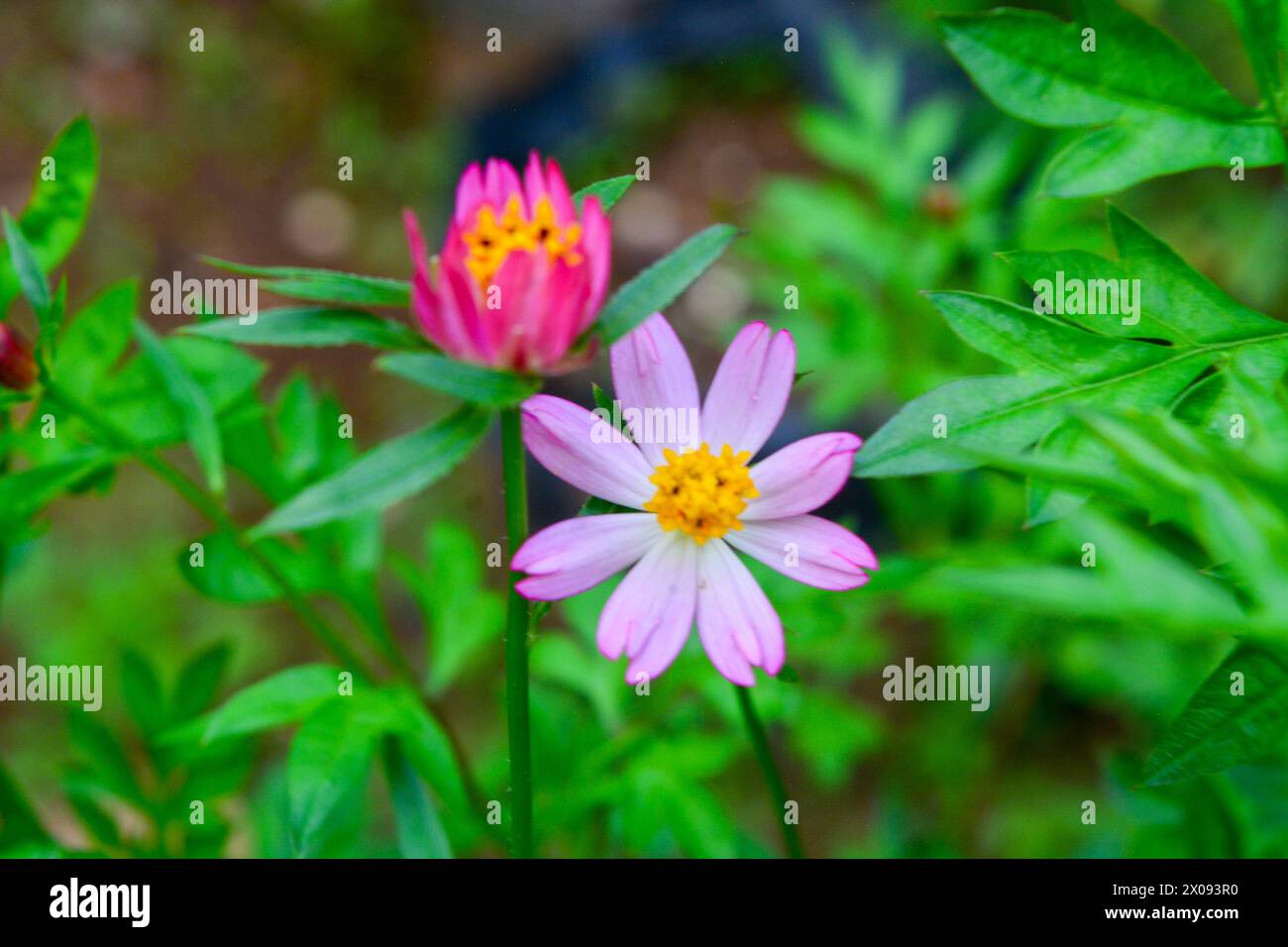 Soft focus beautiful cosmos hi-res stock photography and images - Alamy