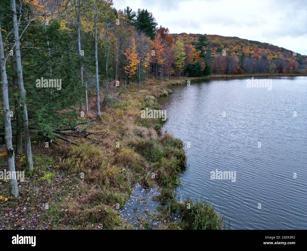 marsh with lake (aerial view in autumn with fall foliage) binghamton ...