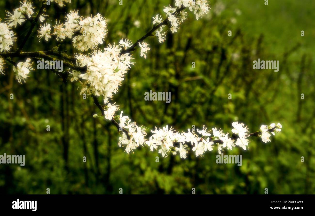 plum blossoms in spring (hi key Stock Photo - Alamy