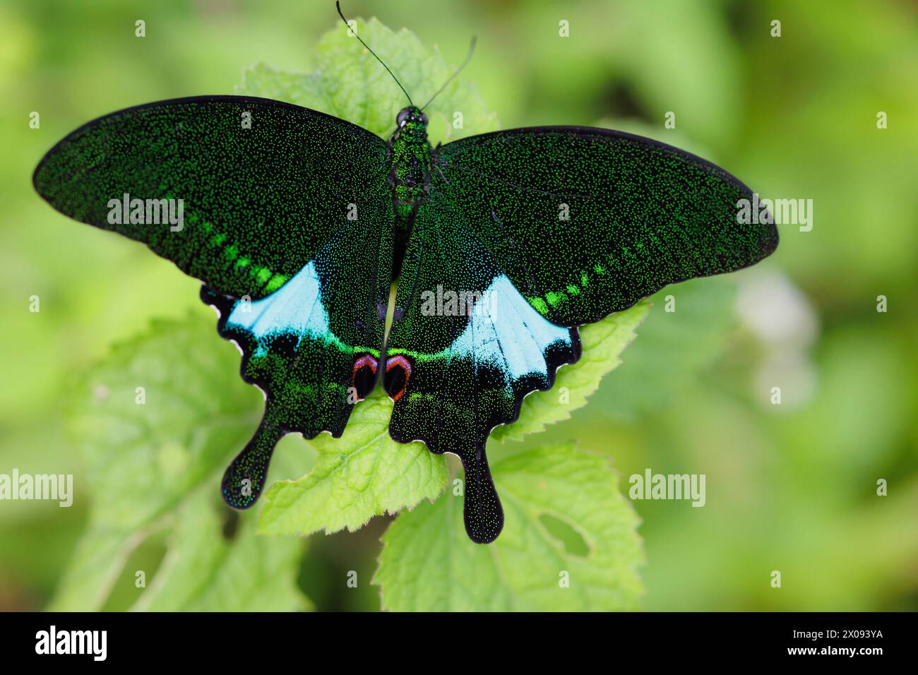 Colorful Papilio paris butterfly standing on leaf in the Khao Yai ...