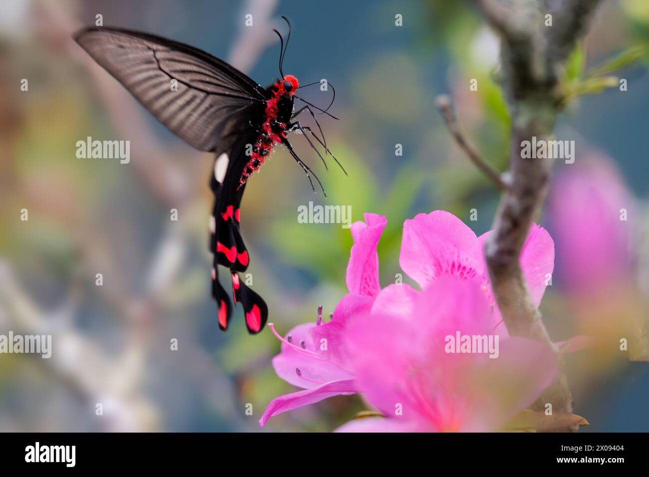 The Great Windmill gathering pollen on pink Azalea flowers, Doi Suthep ...