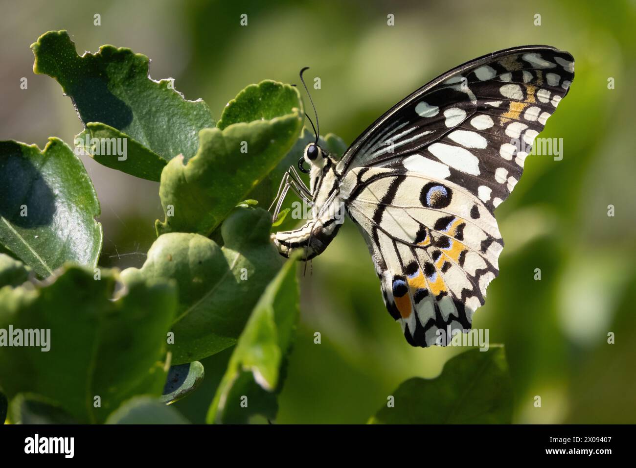 Papilio demoleus, The Lime Butterfly, lying eggs on a citrus plant leaf ...