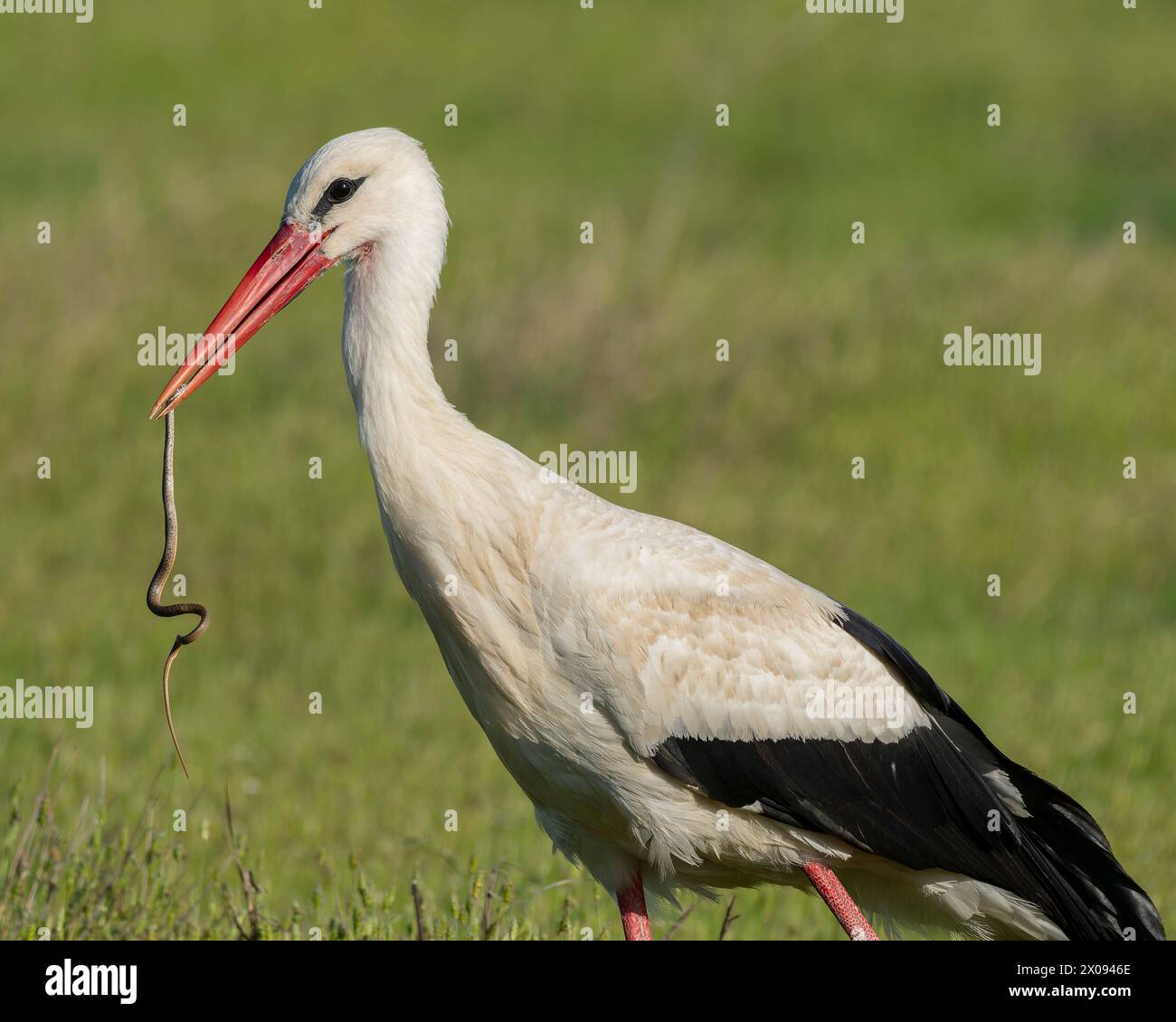 Snake stork hi-res stock photography and images - Alamy