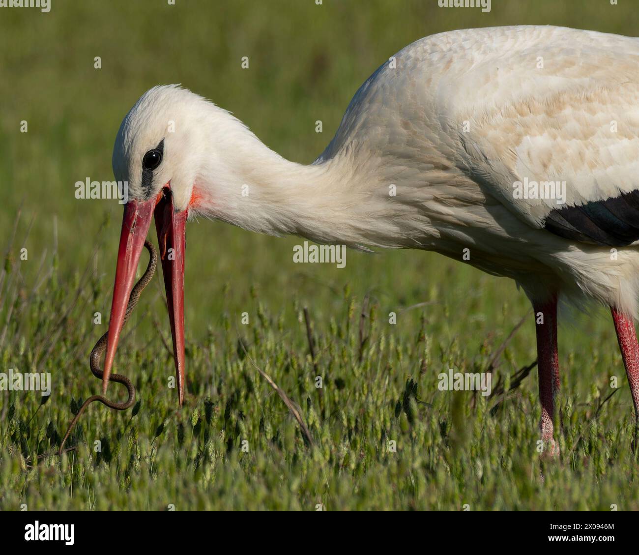 White stork with snake hi-res stock photography and images - Alamy