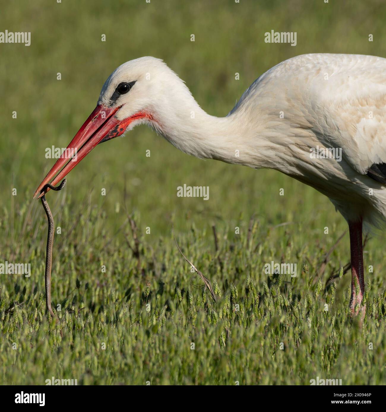 White stork ciconia snake hi-res stock photography and images - Alamy