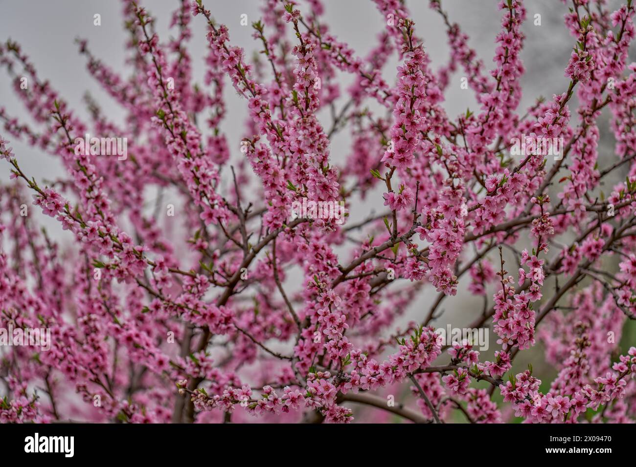 Peach trees in full bloom peach lush blossom Stock Photo - Alamy