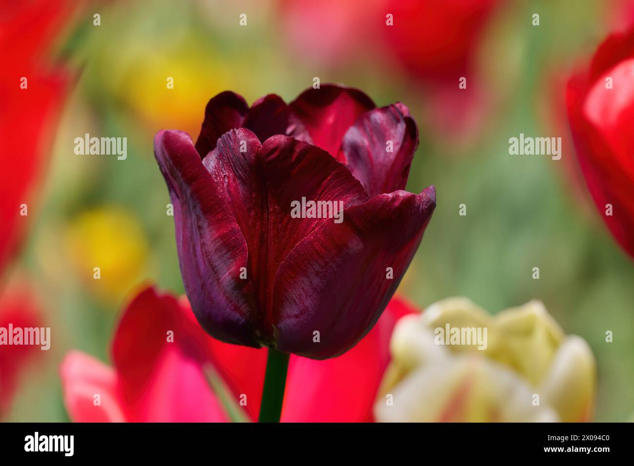 Dark tulip hi-res stock photography and images - Alamy