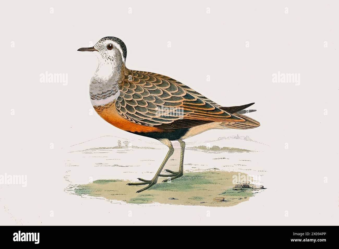 Vintage gamebird illustrations Stock Photo - Alamy