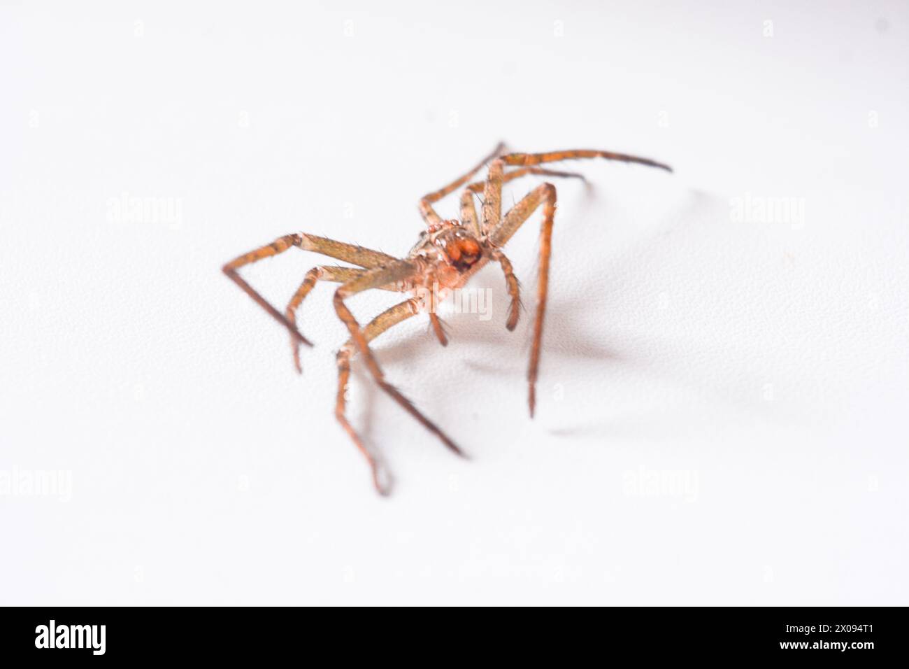 Orb-weaver spider isolated on white (Araneus ventricosus Stock Photo ...