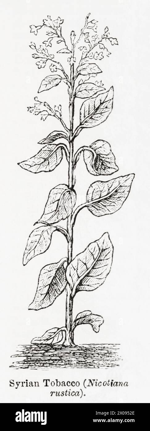 1870s, 19th century botanical engraving / illustration of Syrian ...