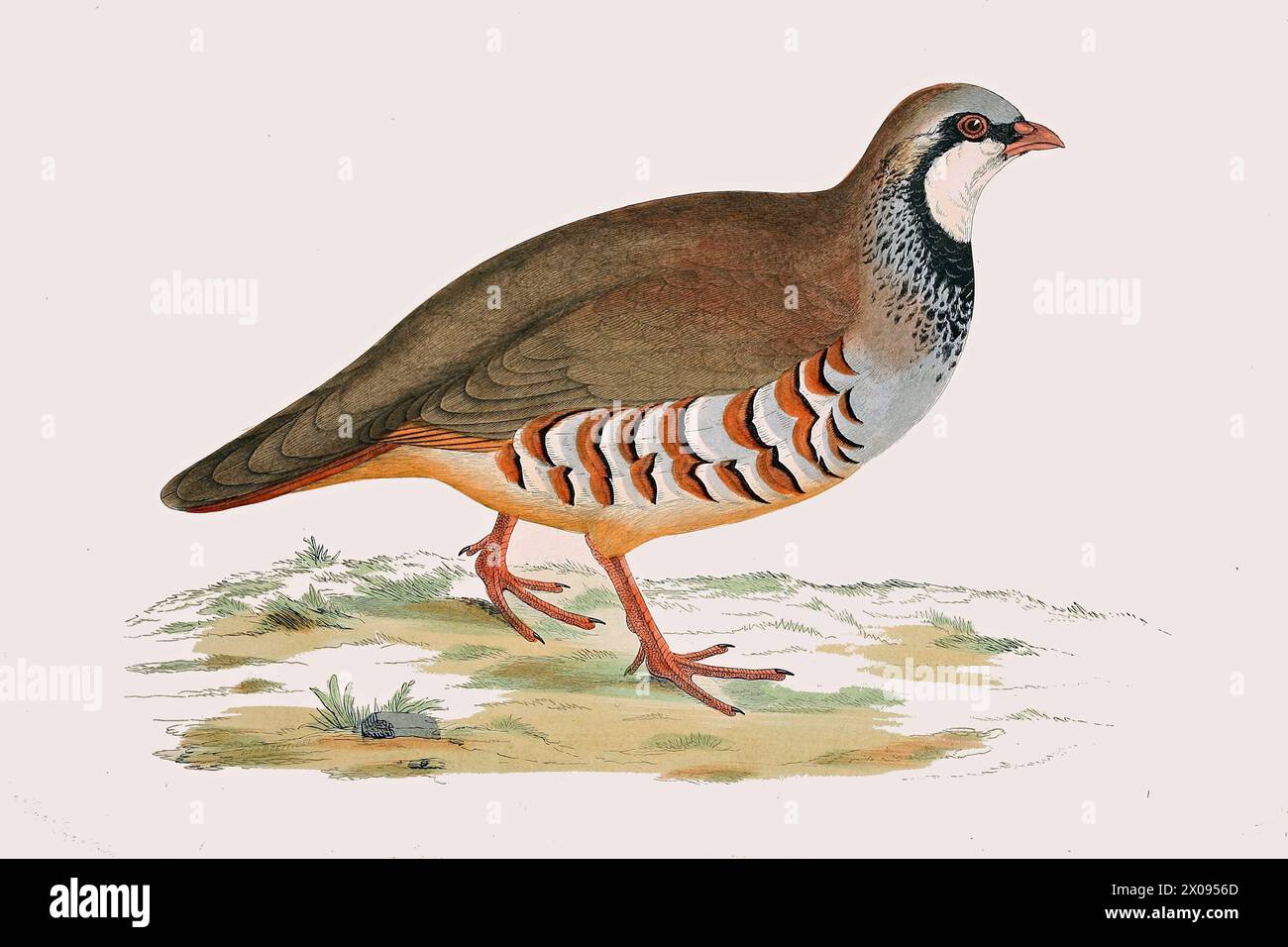 Vintage gamebird illustrations Stock Photo - Alamy