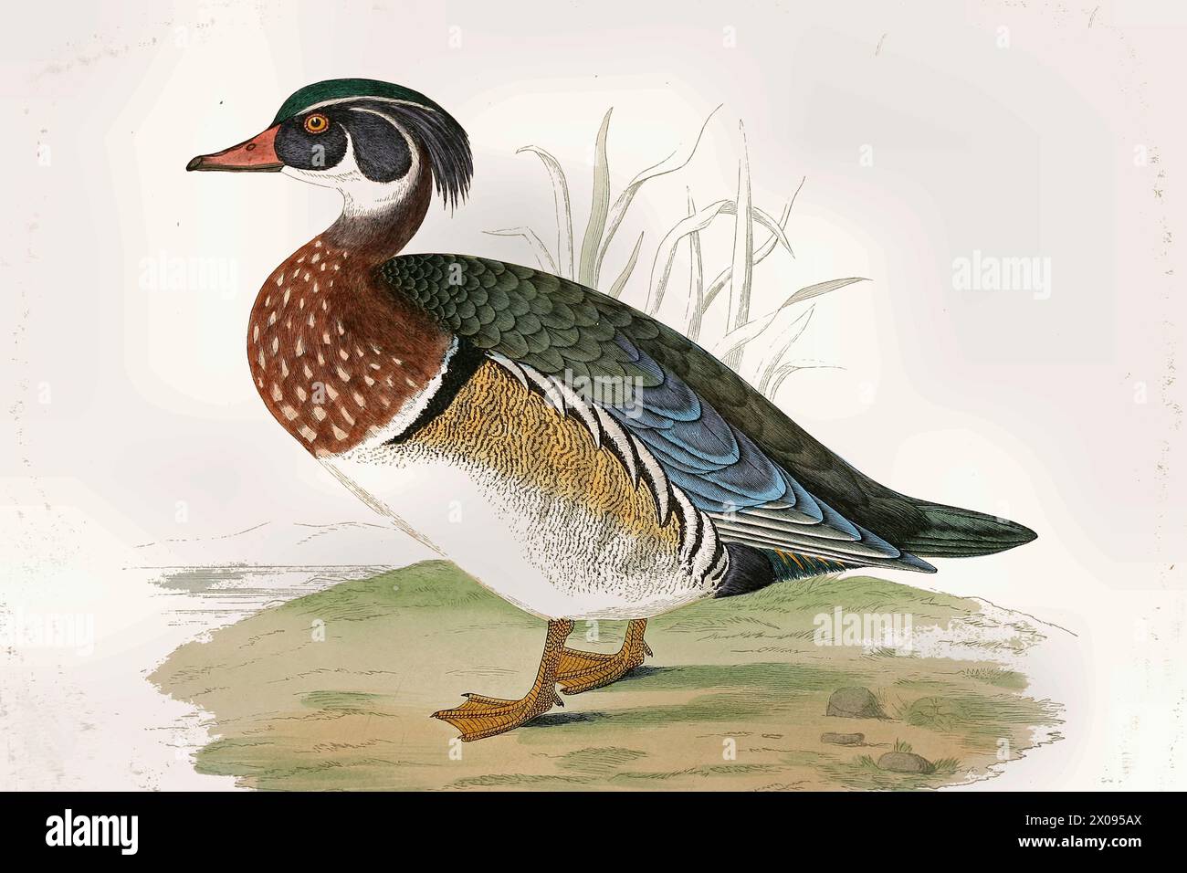 Vintage gamebird illustrations Stock Photo - Alamy