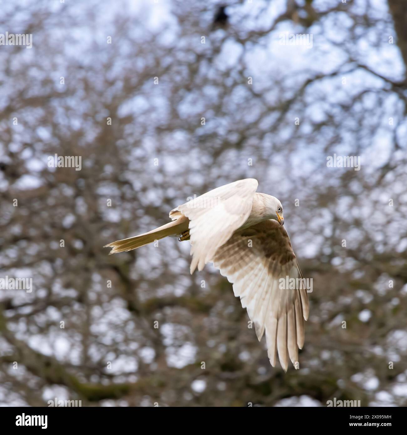 Unusual kite hi-res stock photography and images - Alamy