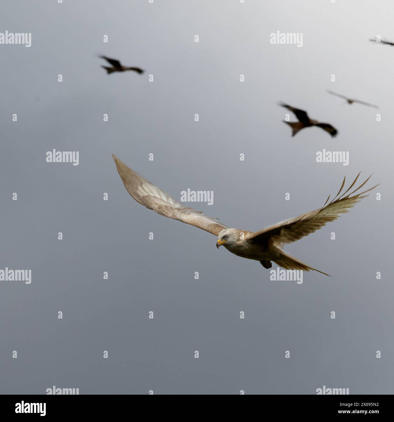 Unusual kite hi-res stock photography and images - Alamy