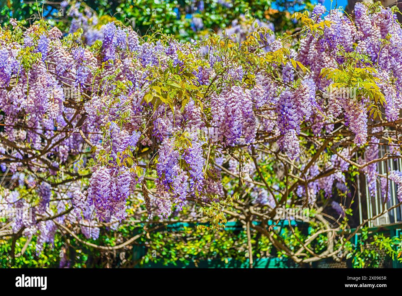 Beautiful purple wisteria flowers in spring, shot in Rome, Italy Stock ...