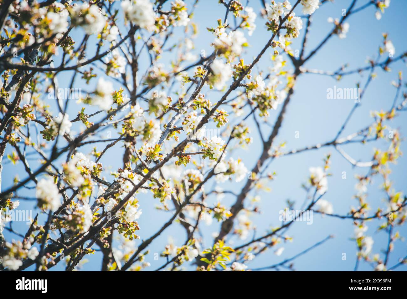 Tree blooming in garden nature hi-res stock photography and images - Alamy