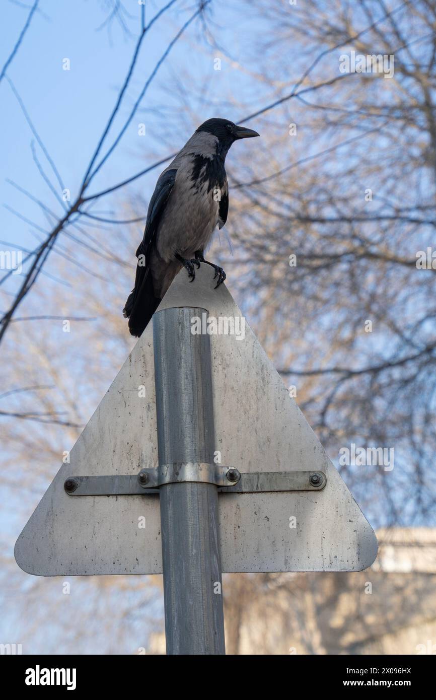 An urban gray crow perched on a triangular traffic sign Stock Photo - Alamy