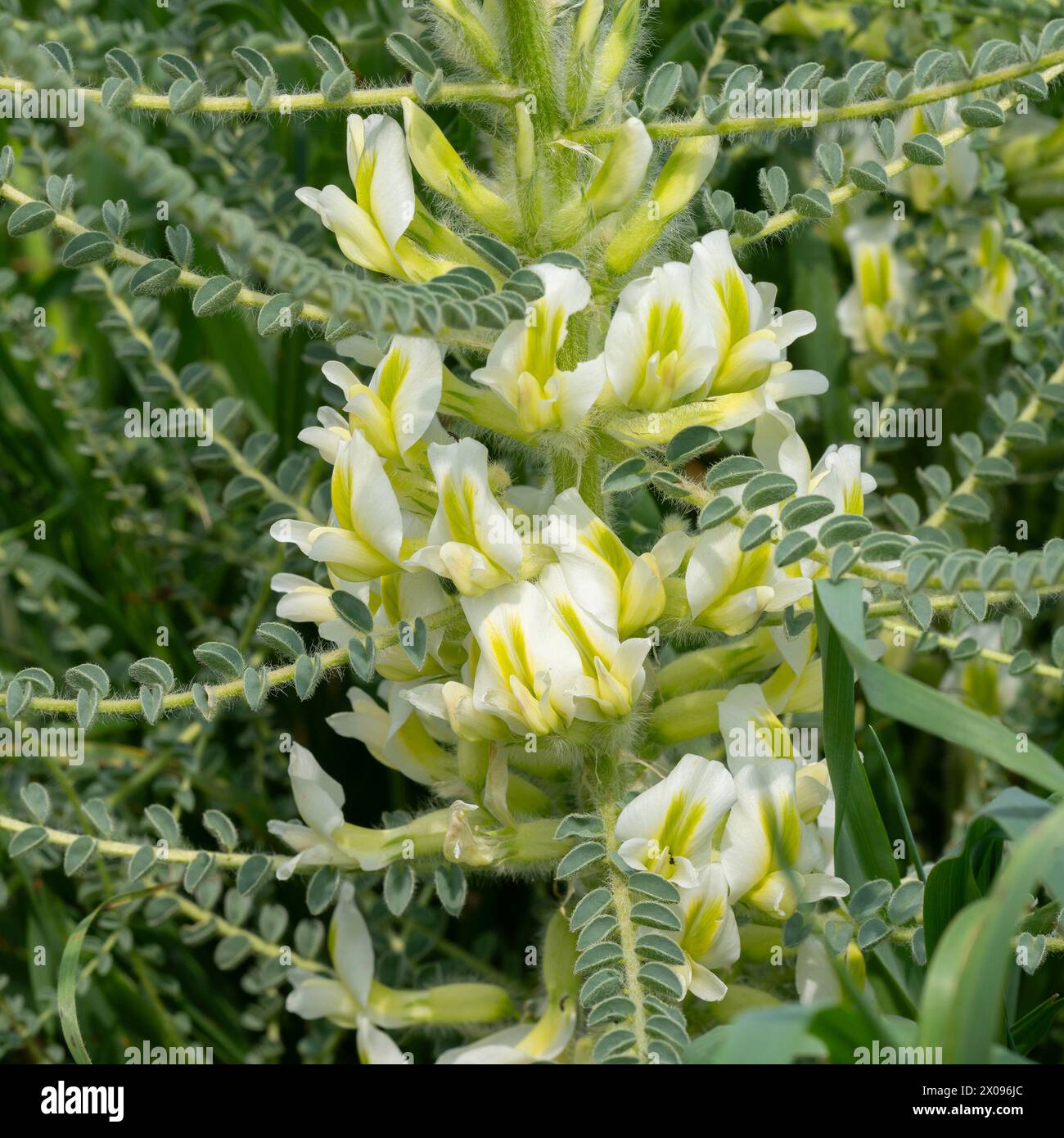 The yellow and white flowers of Astragalus aleppicus, in a fallow field ...