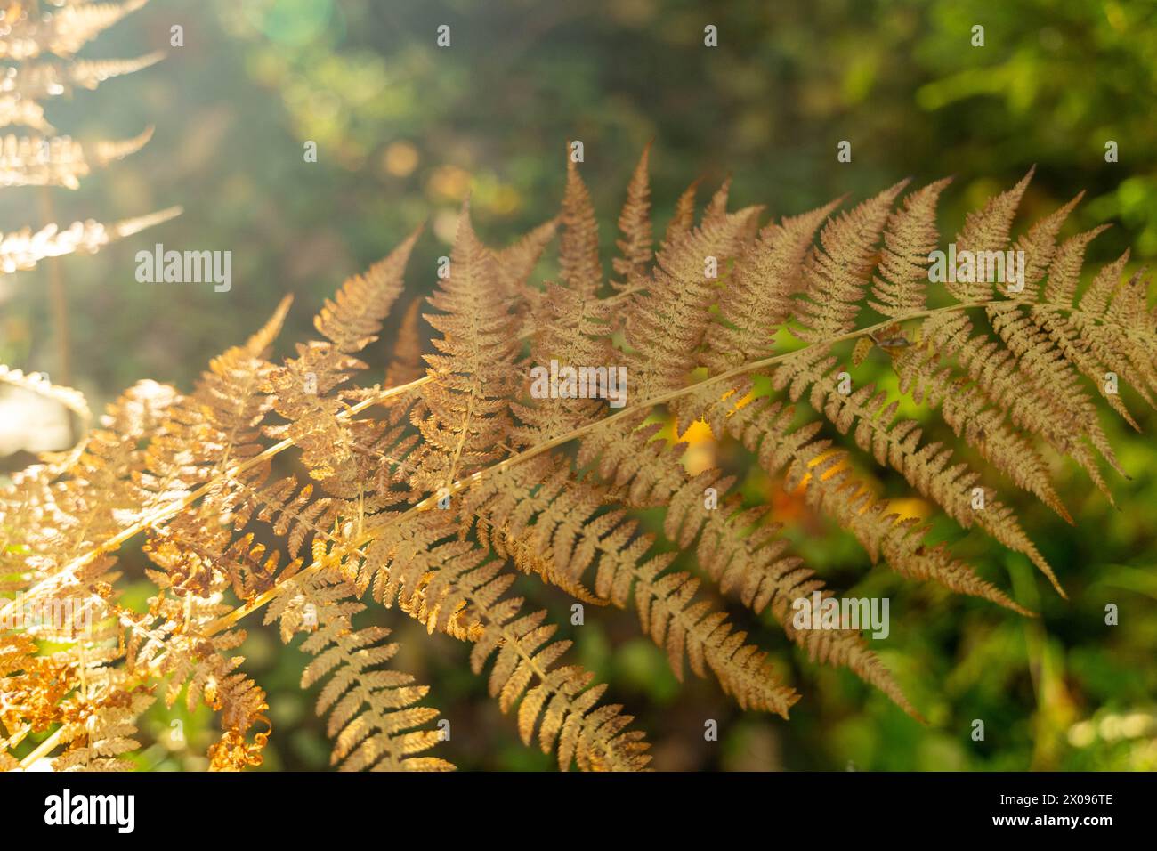 Fern leaves with their delicate texture and rich color are eye-catching ...