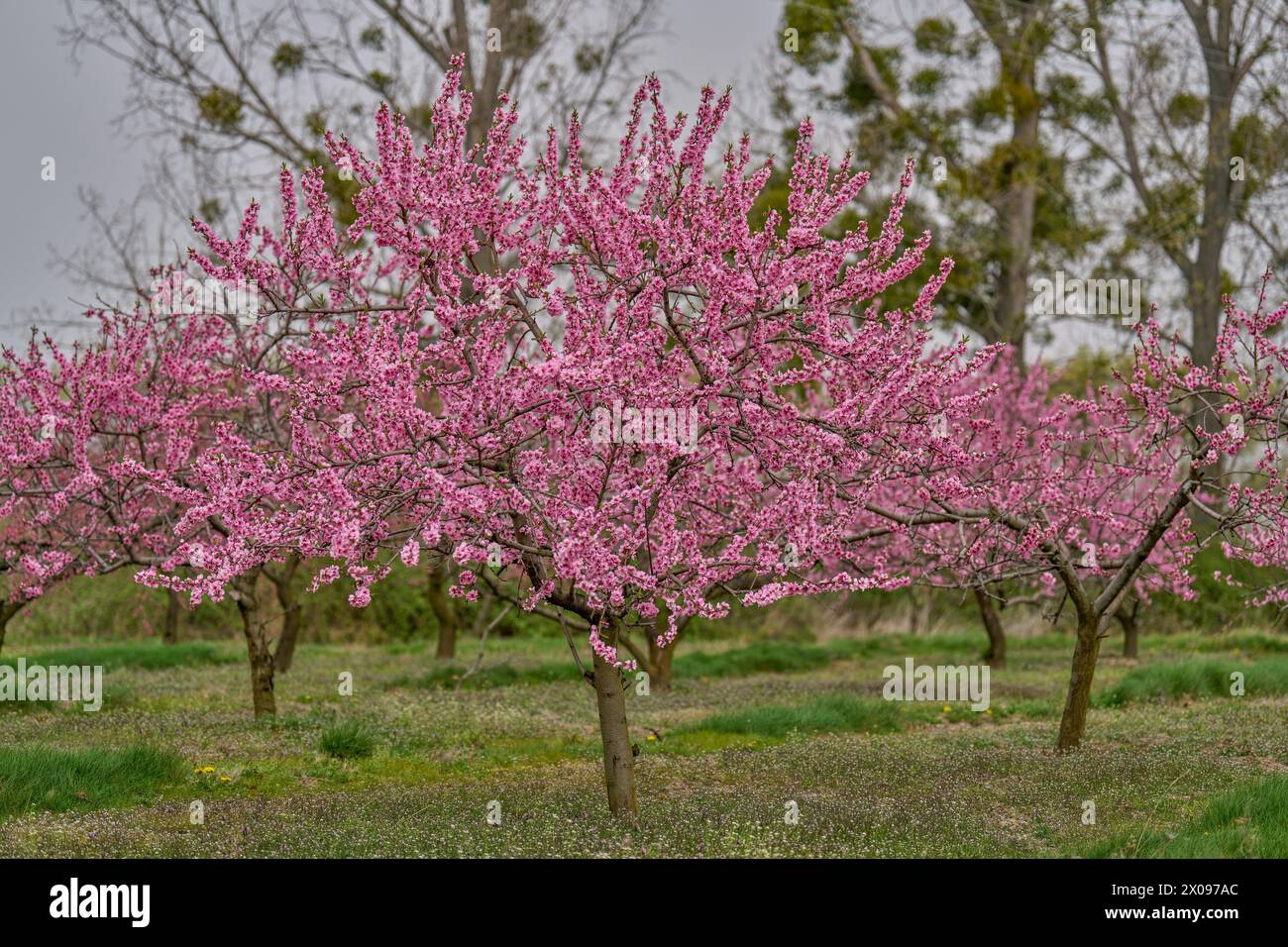 Peach trees in full bloom peach lush blossom Stock Photo - Alamy
