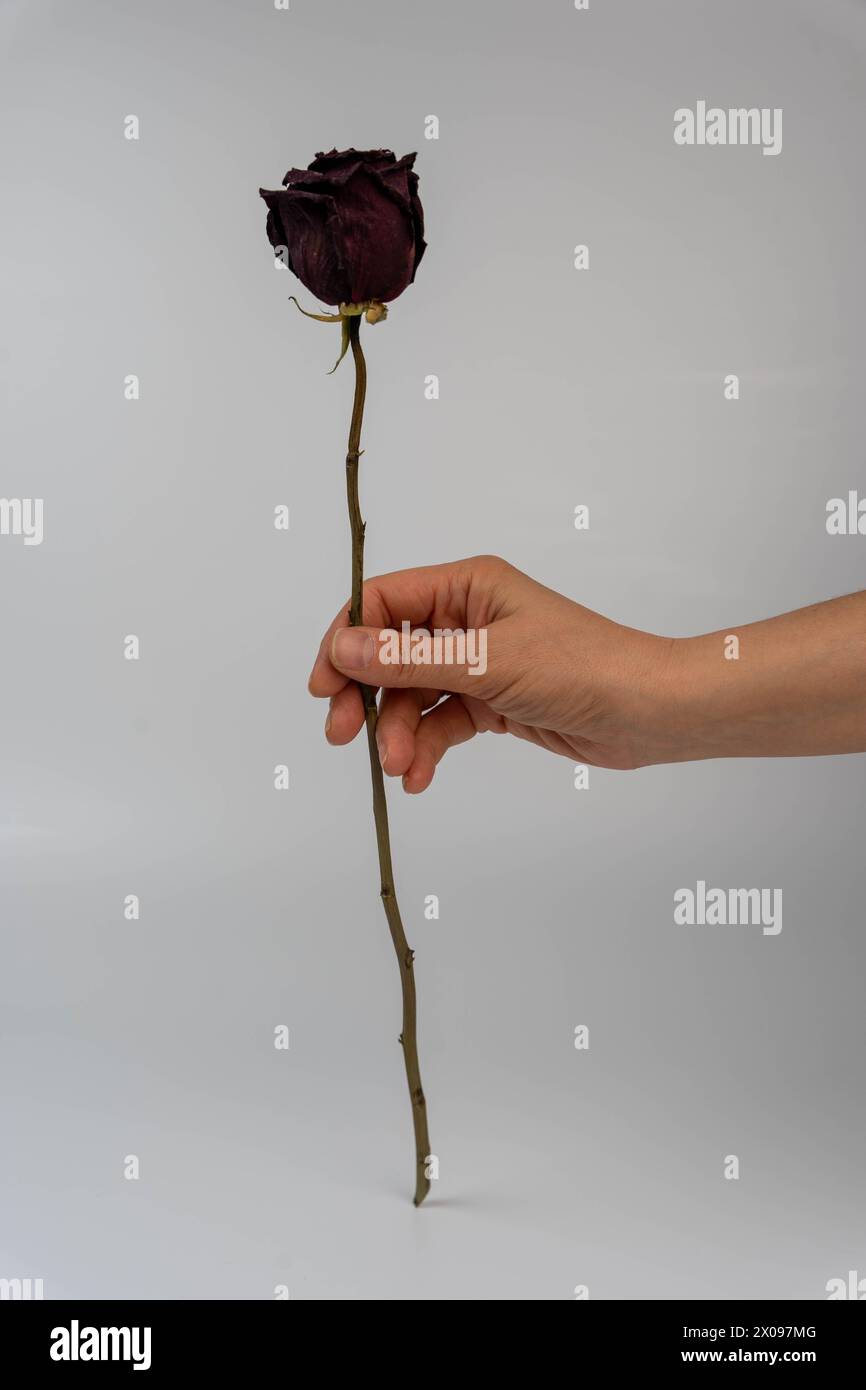 woman holding a withered rose against a white background. The image ...