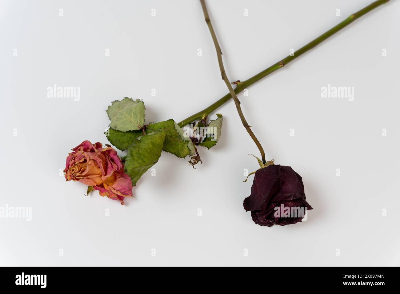 Dried, wilted roses arranged on a white background. The withered petals ...