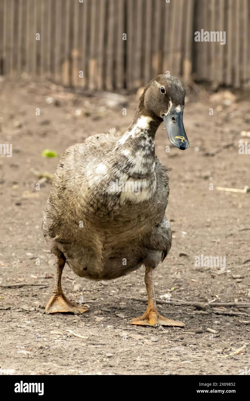 White indian runner duck hi-res stock photography and images - Alamy