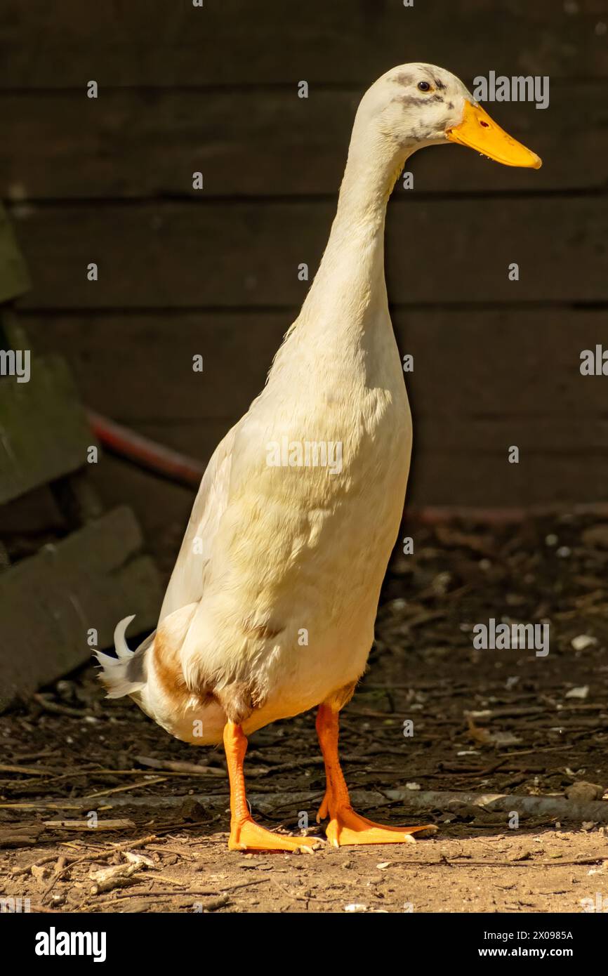 Indian runner ducks standing hi-res stock photography and images - Alamy