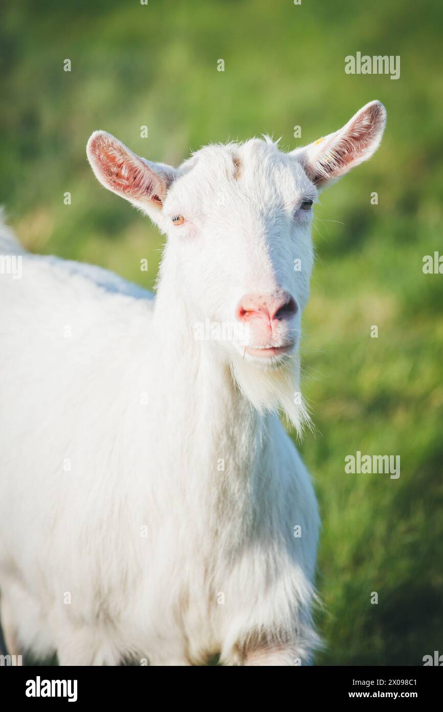 Saanen goat hi-res stock photography and images - Alamy