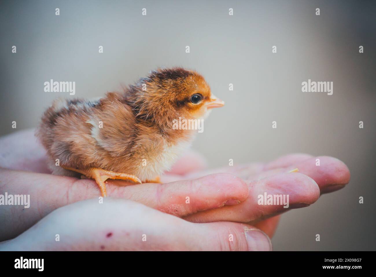 Altsteirer baby chick Stock Photo - Alamy