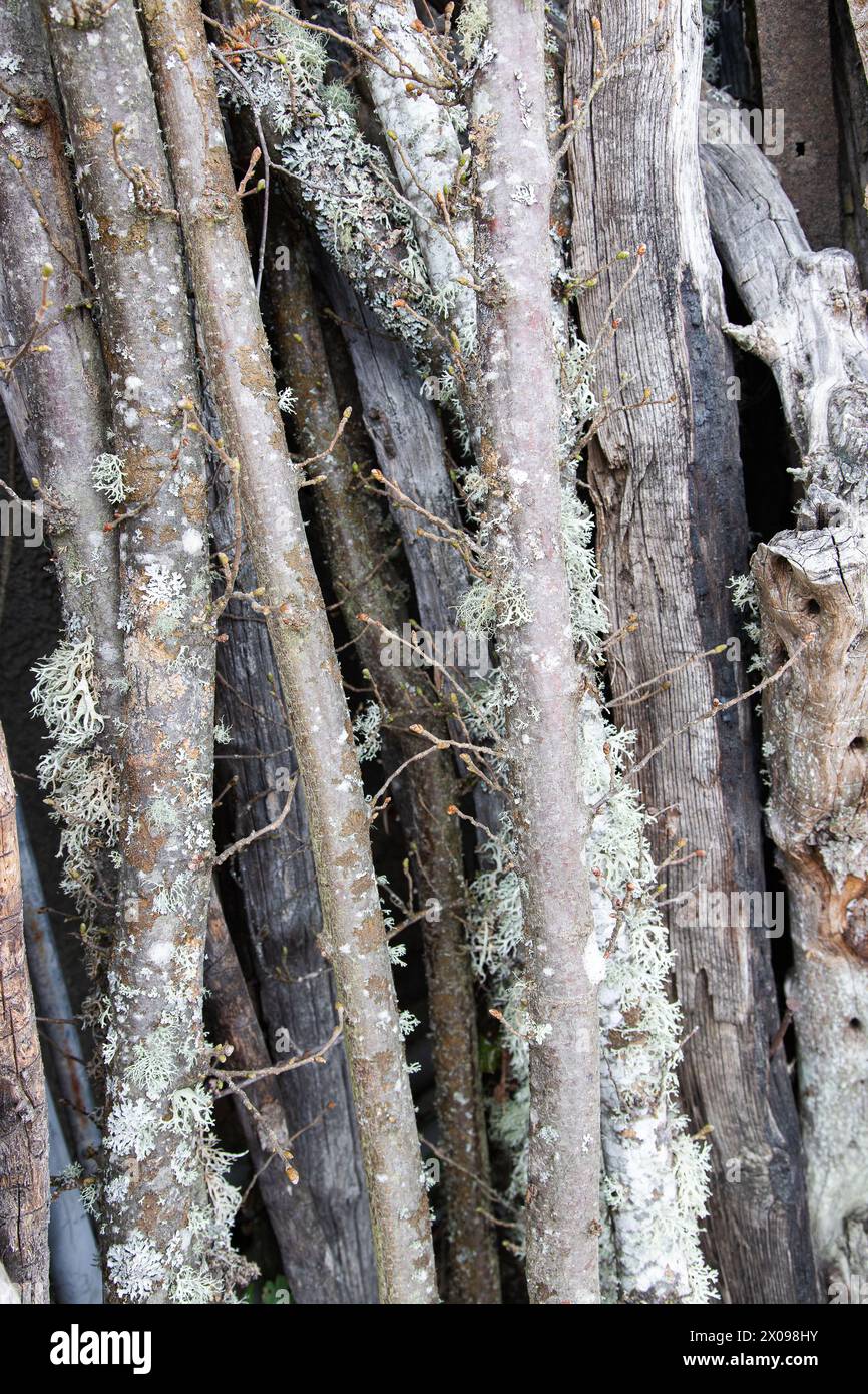 Tree trunks deforestation hi-res stock photography and images - Alamy