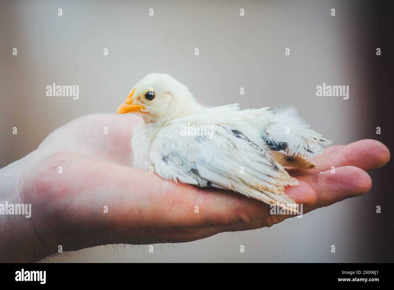 Chabo baby chick Stock Photo - Alamy