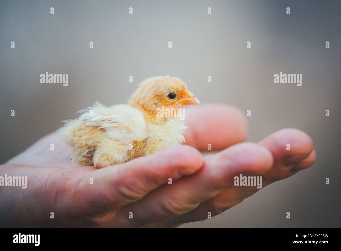 Bantam baby chick Stock Photo - Alamy