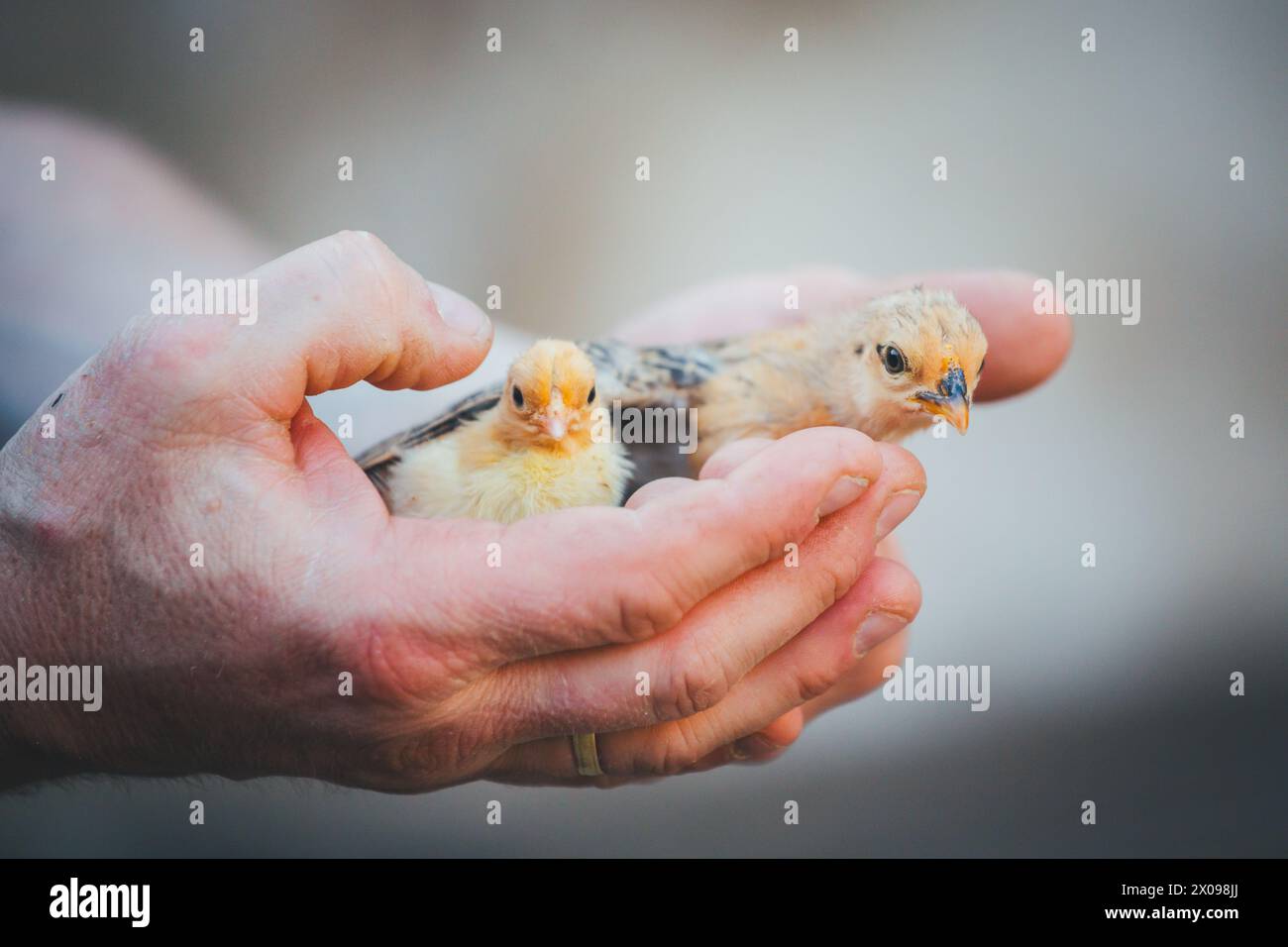 Bantam baby chicks Stock Photo - Alamy