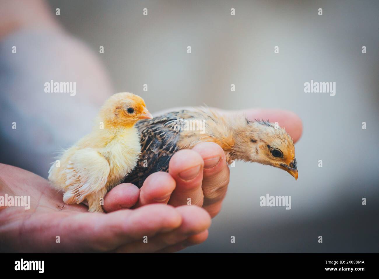 Bantam chicks hi-res stock photography and images - Alamy