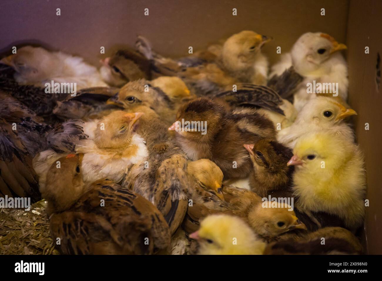 Baby chicks of mixed breeds (Sulmtaler, Altsteirer, Bantam, Chabo Stock ...