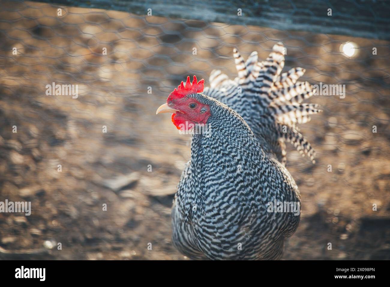 Dwarf Amrock rooster (Amrock Bantam rooster Stock Photo - Alamy