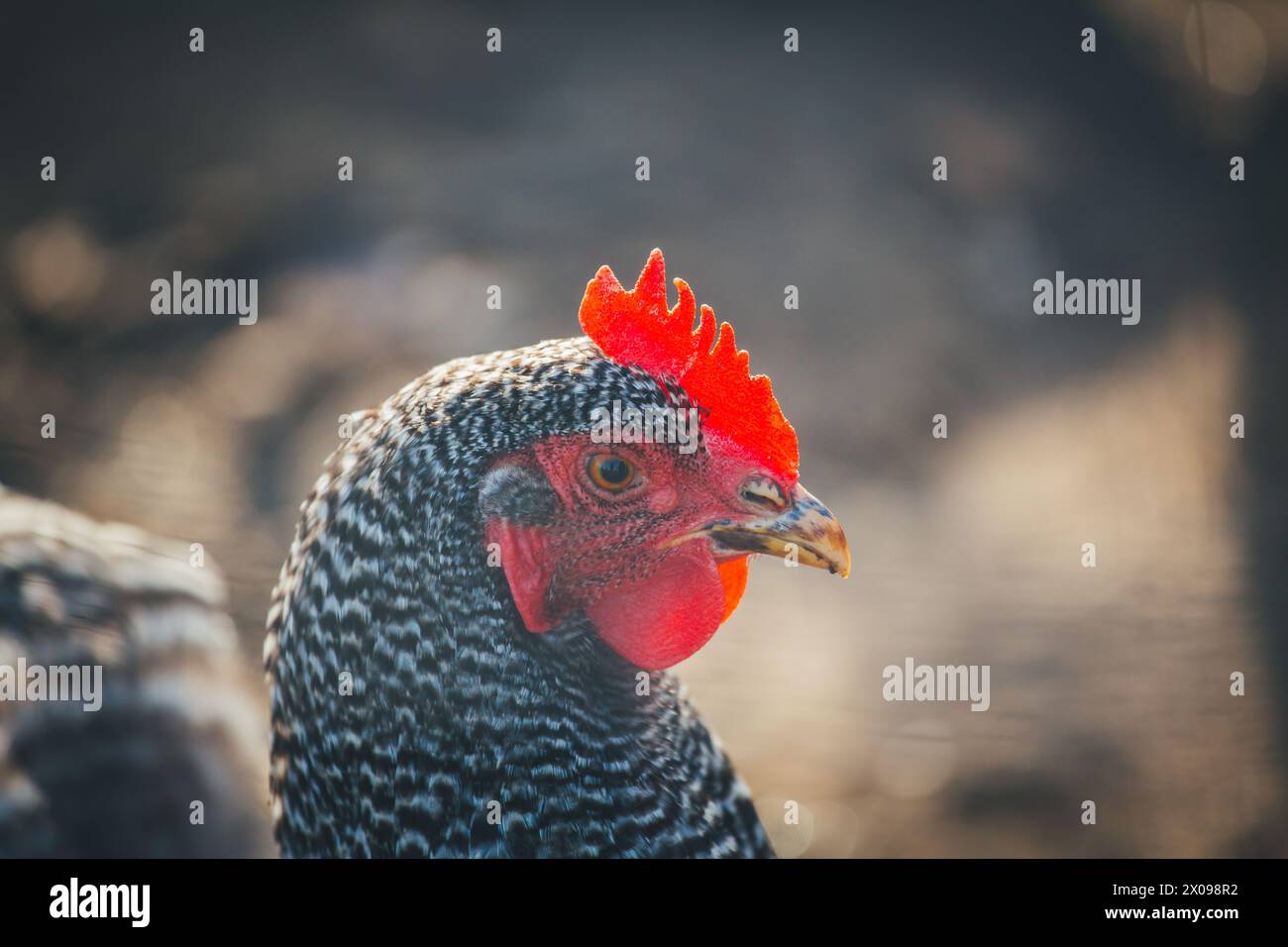Amrock chicken hen Stock Photo - Alamy