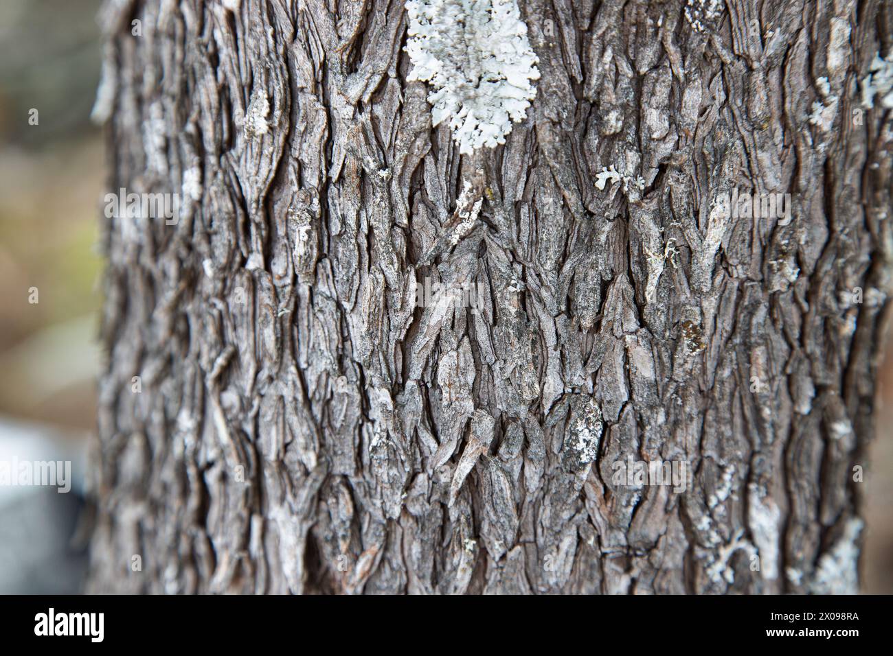 Tree trunk texture hi-res stock photography and images - Alamy