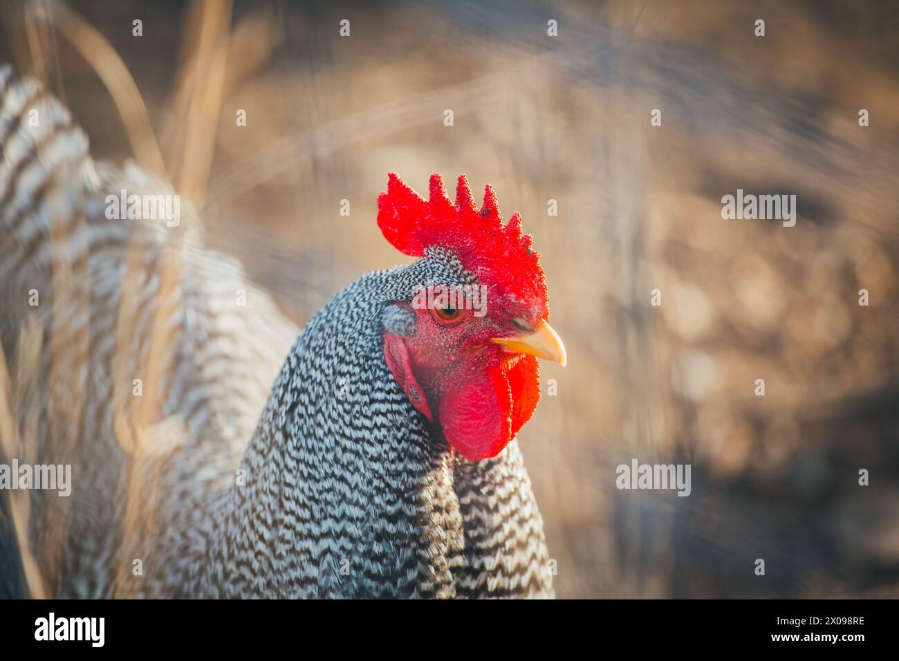 Amrock chicken rooster Stock Photo - Alamy