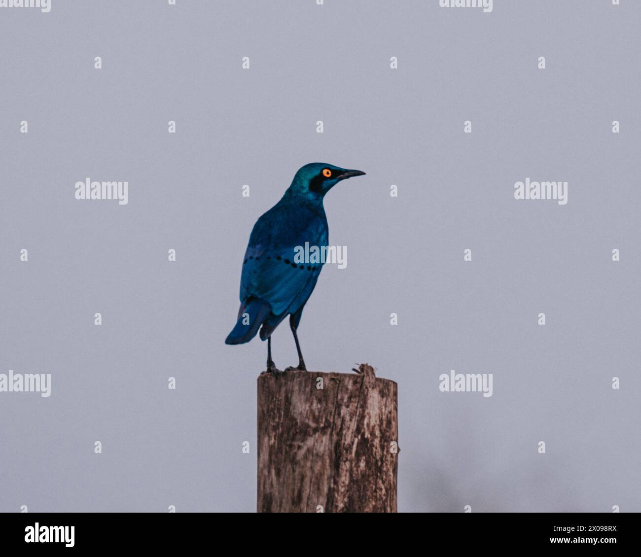 Splendid Starling perched, its iridescence dazzling in Uganda's wild ...