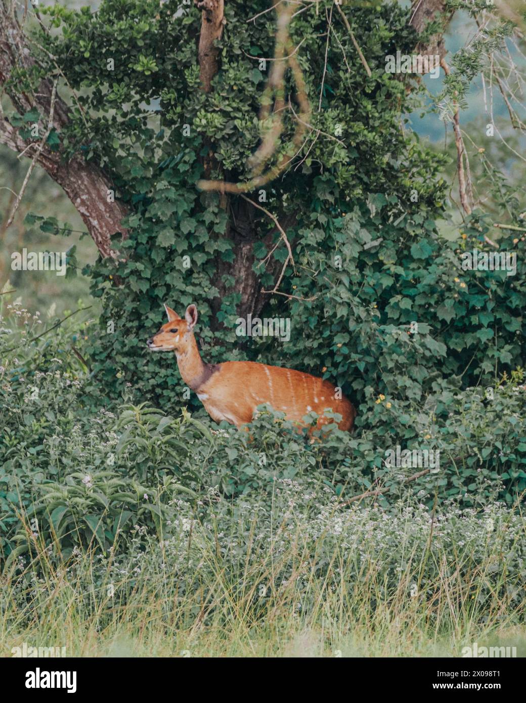 Savanna underbrush hi-res stock photography and images - Alamy