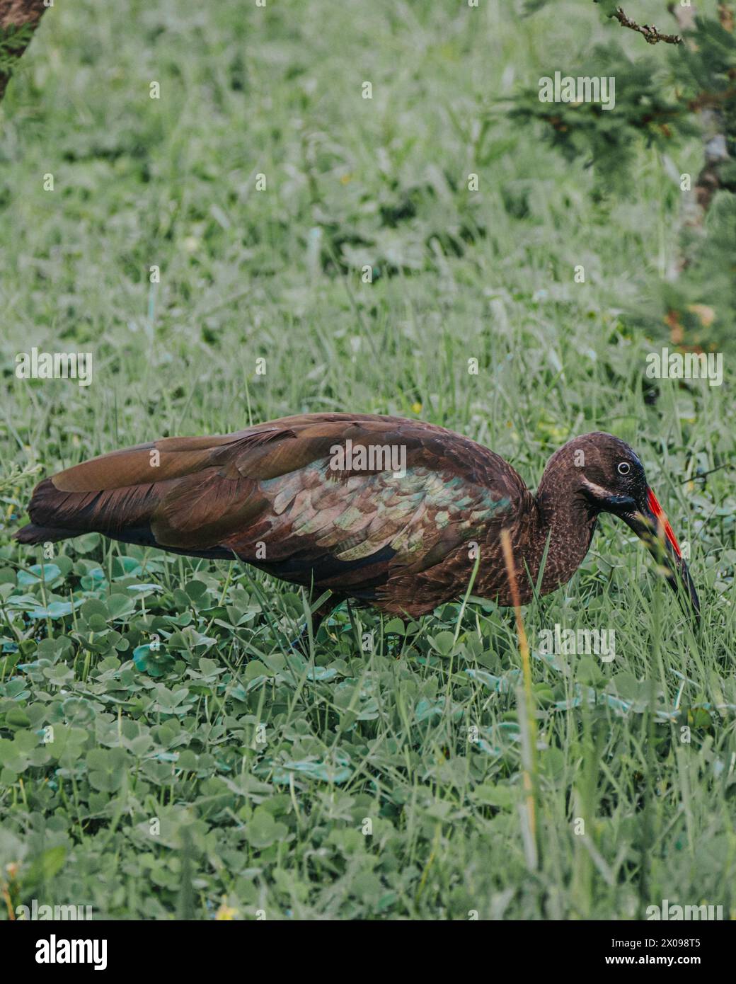 Hadada ibis in the grass Stock Photo - Alamy