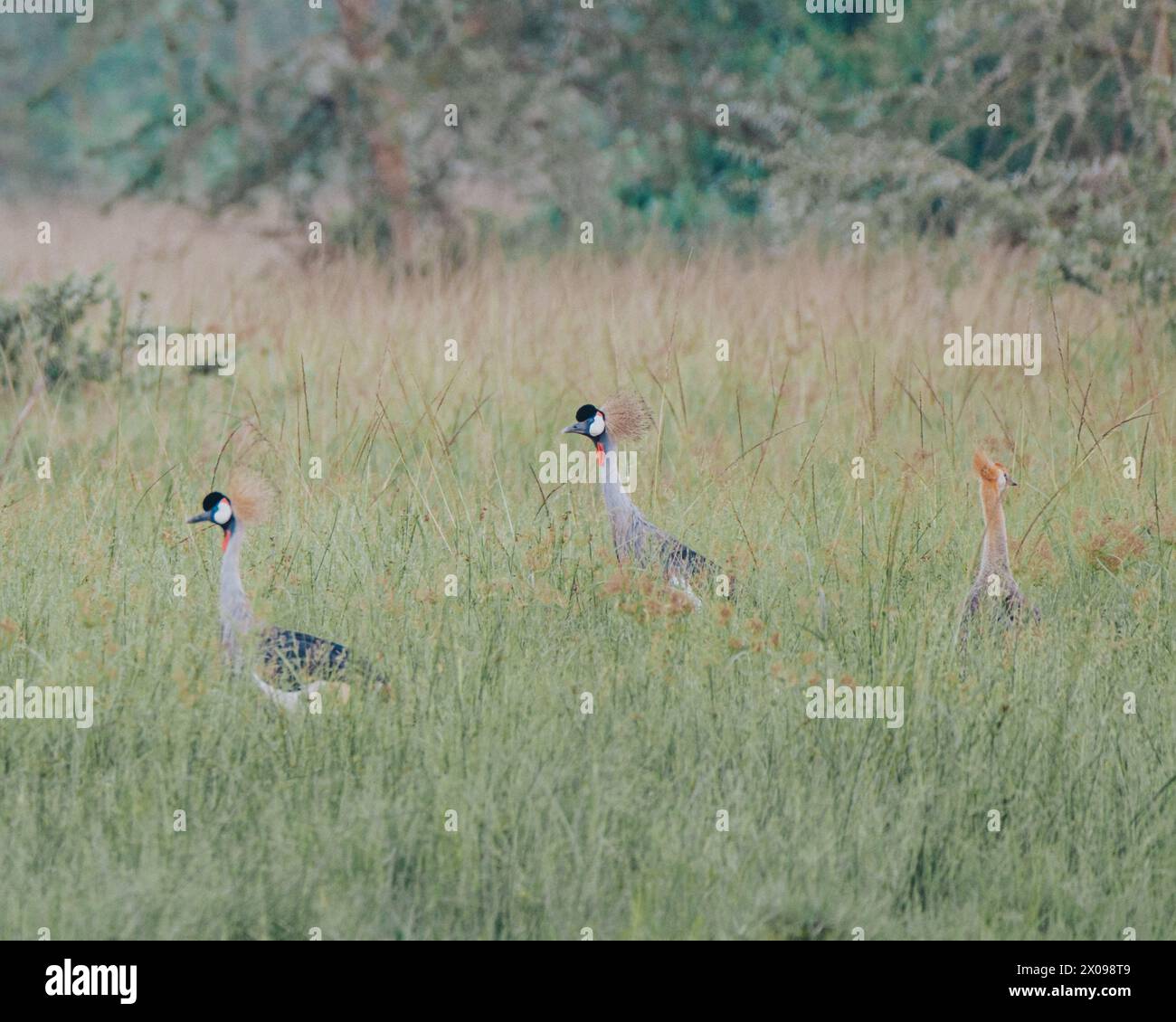 Ugandan Crested Crane in Mauro National park, National bird of Uganda ...