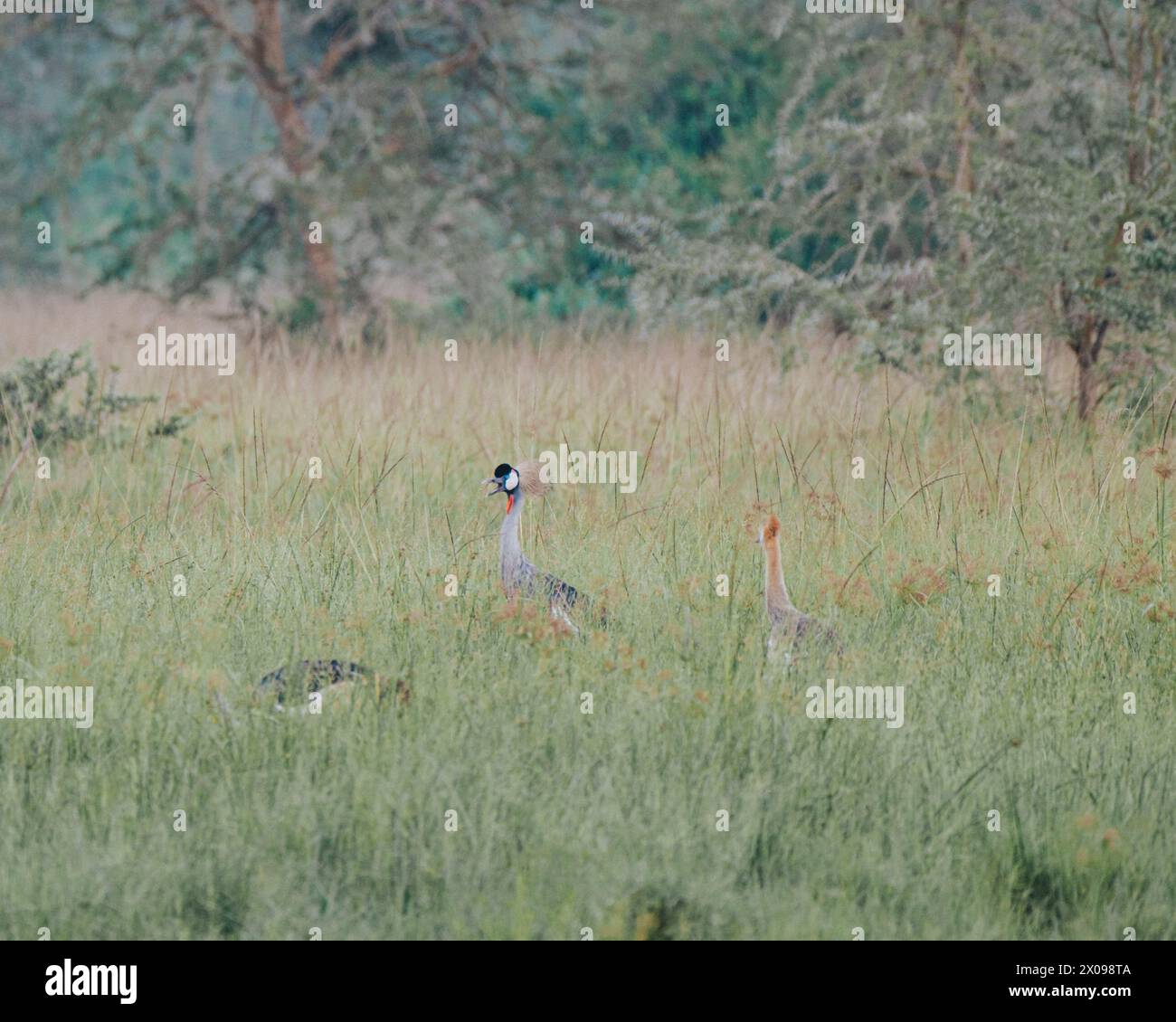 Ugandan Crested Crane in Mauro National park, National bird of Uganda ...