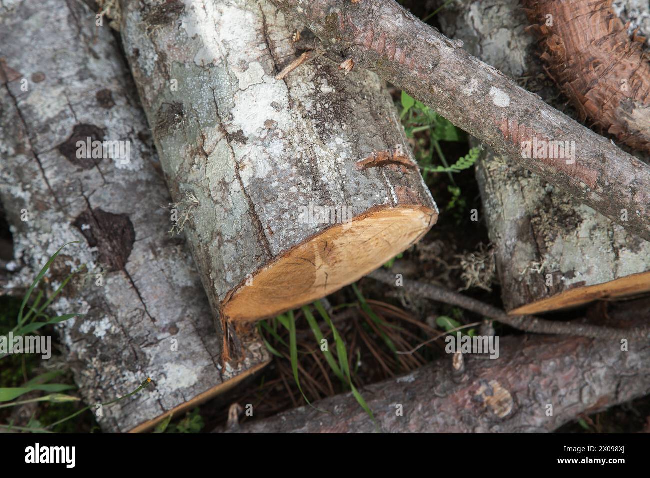 Tree trunks deforestation hi-res stock photography and images - Alamy