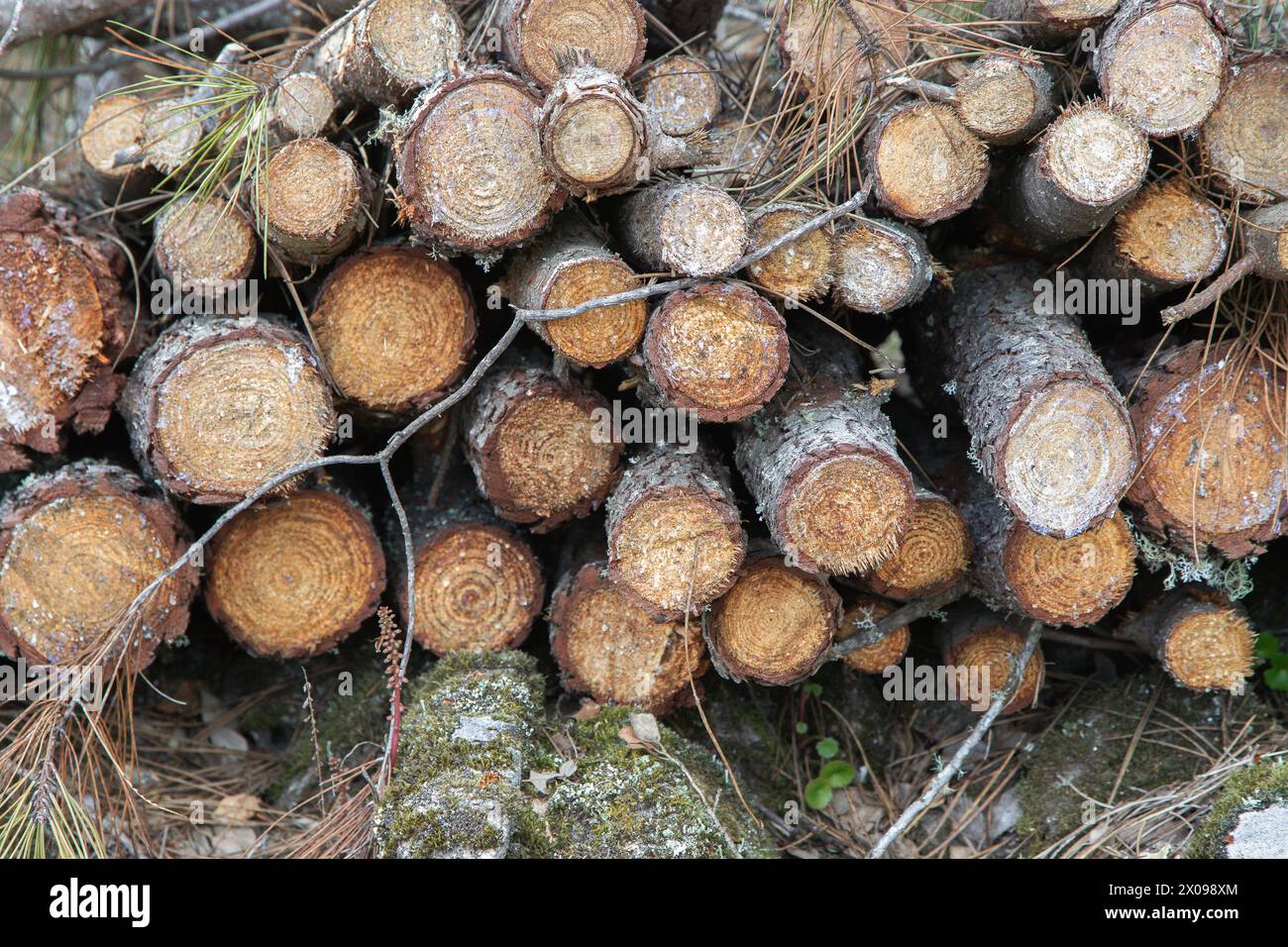 Pine tree trunks cut and stacked, deforestation. Cleaning the forests ...